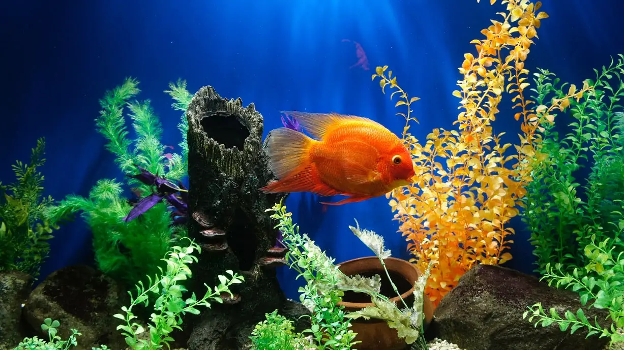 How To Clean And Maintain An Aquarium? | A Simple Guide