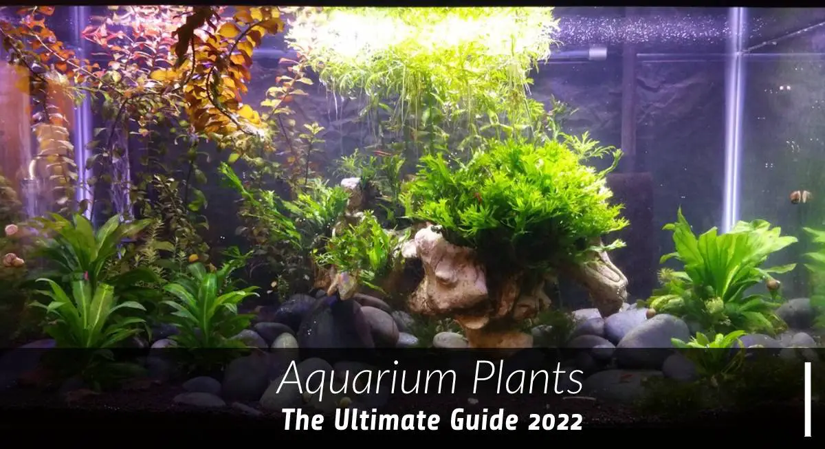 Aquarium Plants: The Ultimate Guide 2022 - Fish Keeping Guide
